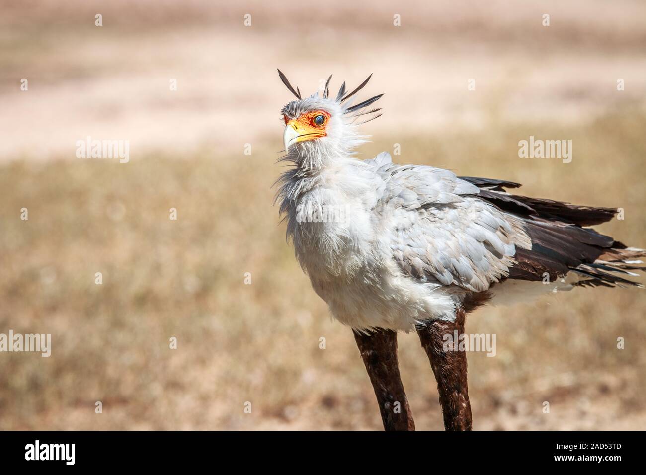 Secretary bird in the grass Stock Photo - Alamy
