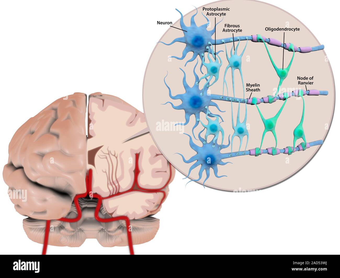 Brain cells and neuroglia. Illustration of a human brain (lower left ...