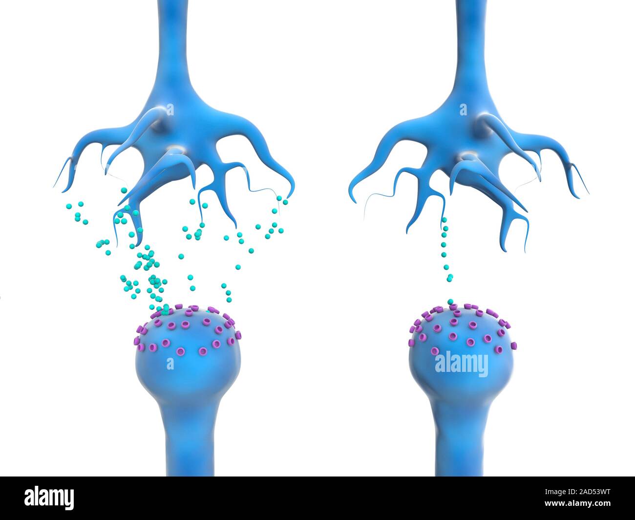 Parkinson's disease, neurons and dopamine. Illustration of the ...