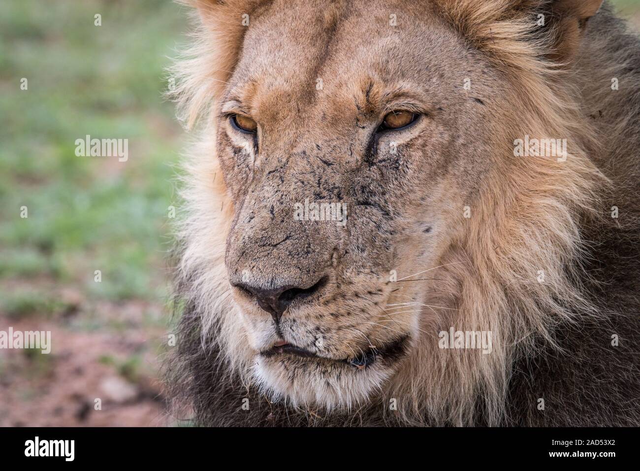 Angry male lion hi-res stock photography and images - Alamy