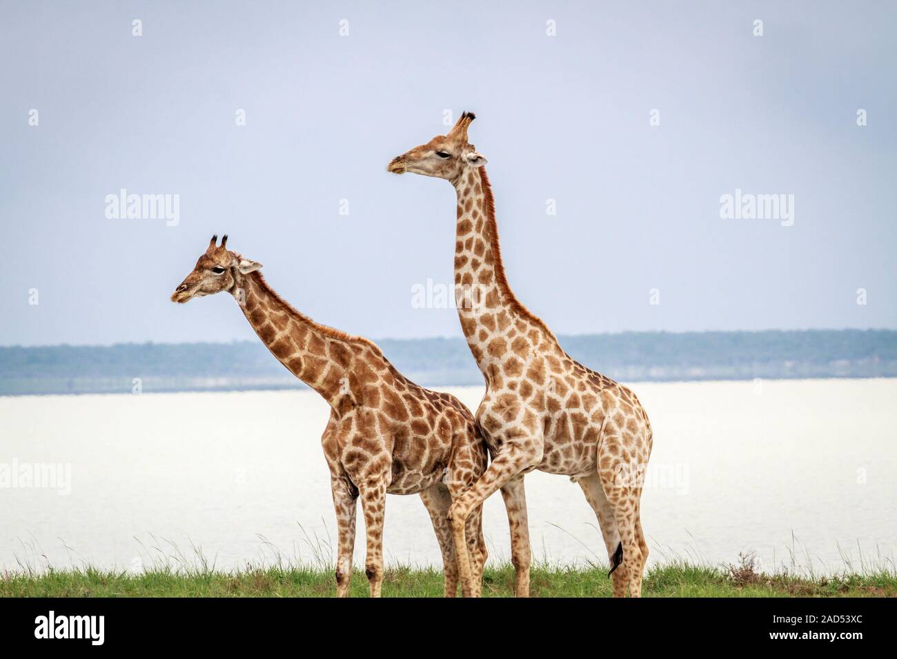 Side profile of two Giraffes Stock Photo - Alamy