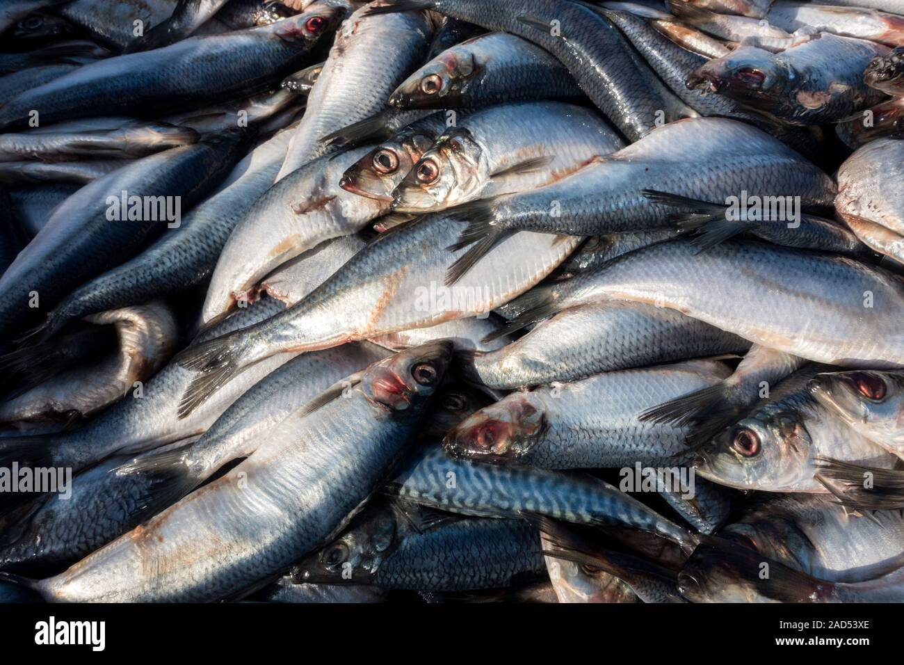 Tuna farming. Close-up of defrosted mackerel (family Scombridae) and ...