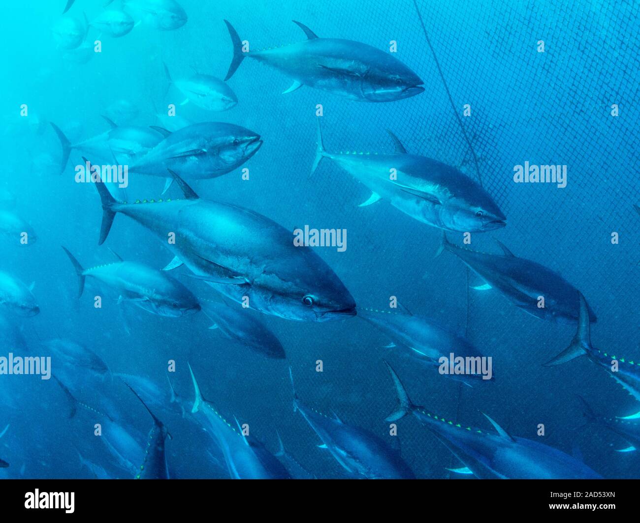 Tuna farming. Captured Atlantic bluefin tuna (Thunnus thynnus) in a ...