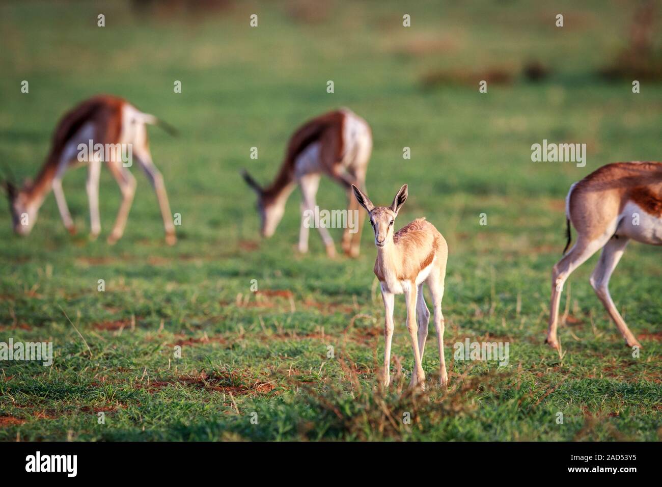 Baby Springbok starring at the camera Stock Photo - Alamy