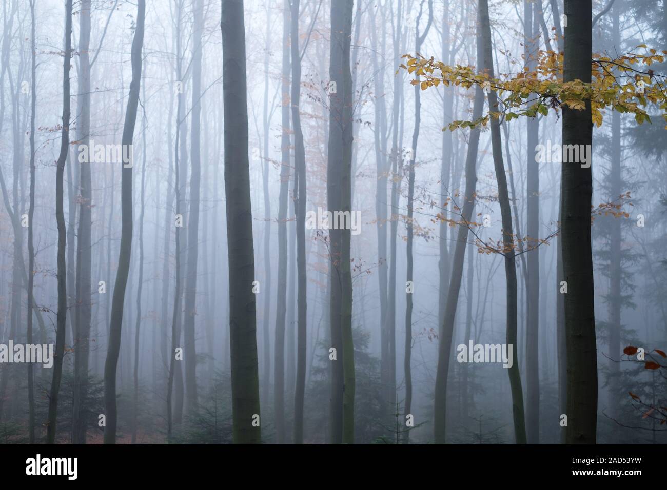 Mysterious dark beech forest in fog. Autumn morning in the misty woods. Magical foggy atmosphere ...