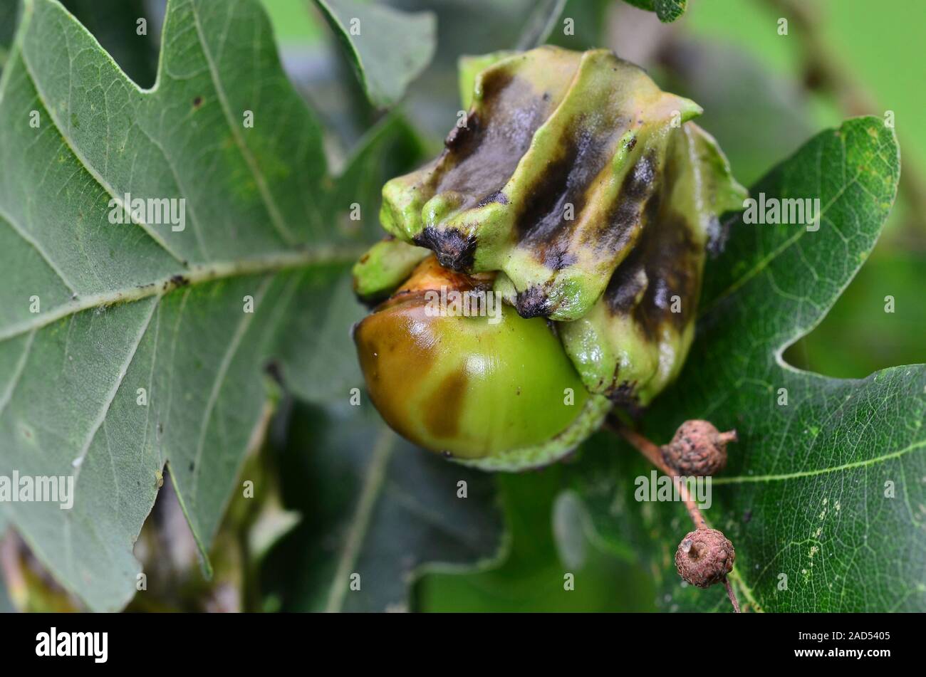 Knopper gall on an acorn. Close-up of a knopper gall on an acorn of a ...