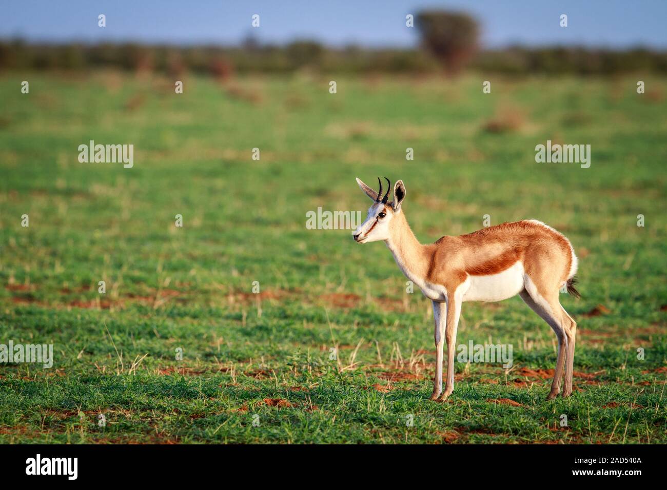 Springbok standing in the grass Stock Photo - Alamy