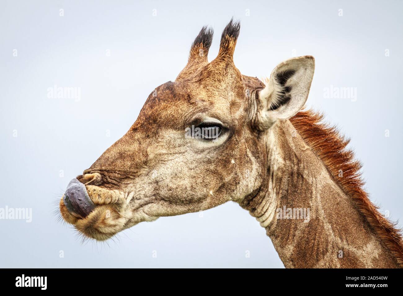 Side profile of a Giraffe Stock Photo - Alamy