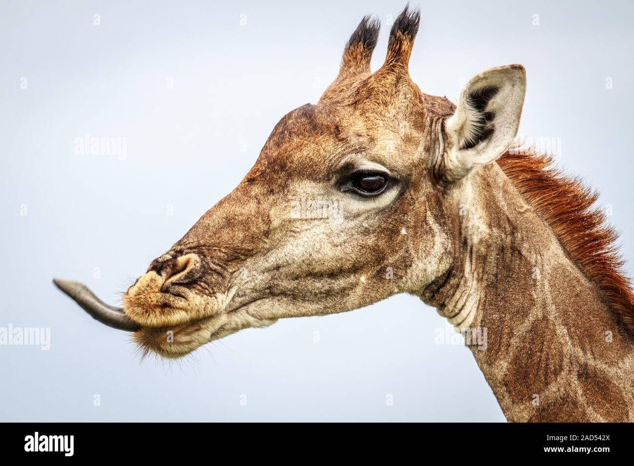 Side profile of a Giraffe Stock Photo - Alamy