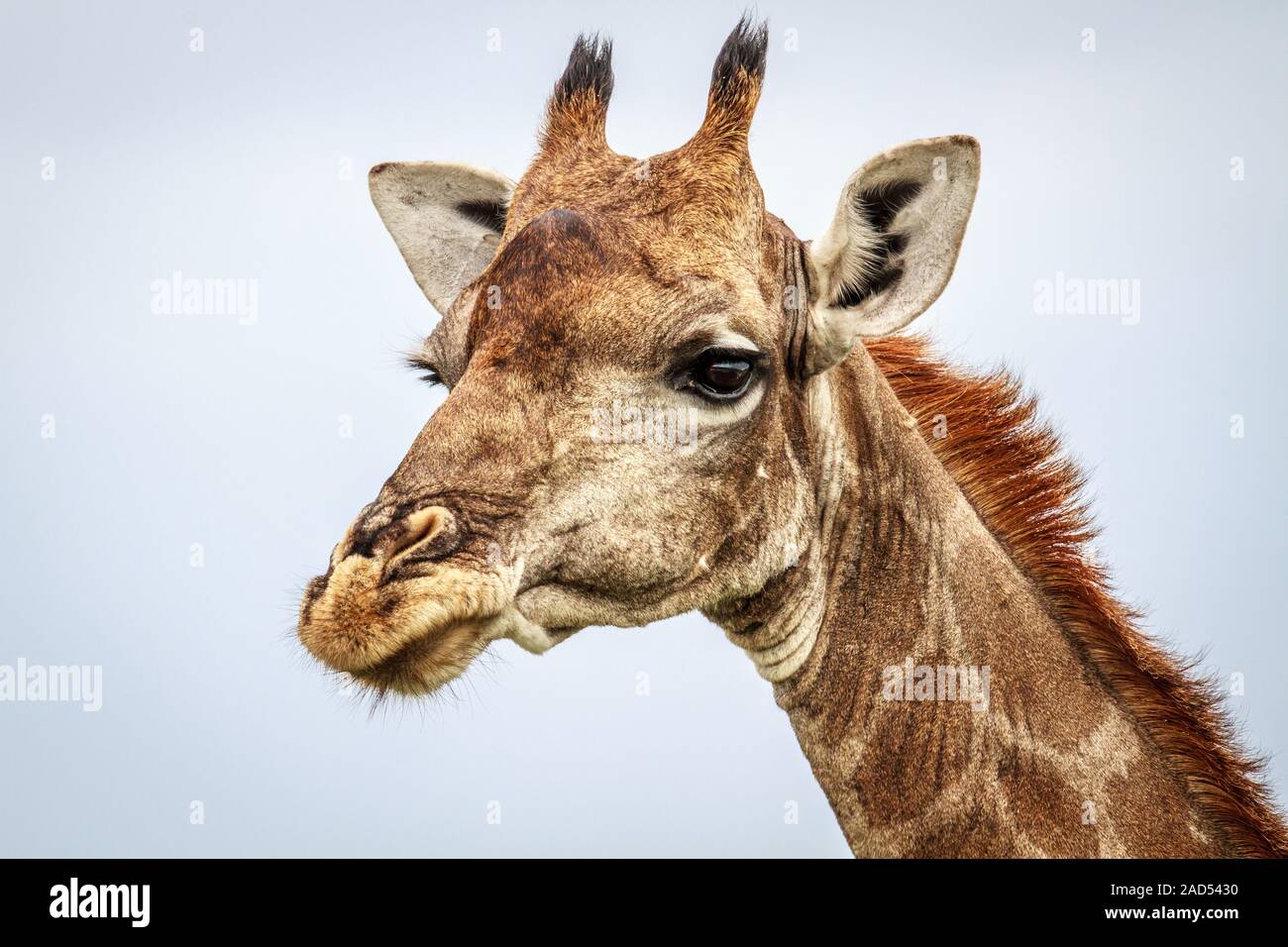 Giraffe side profile hi-res stock photography and images - Alamy