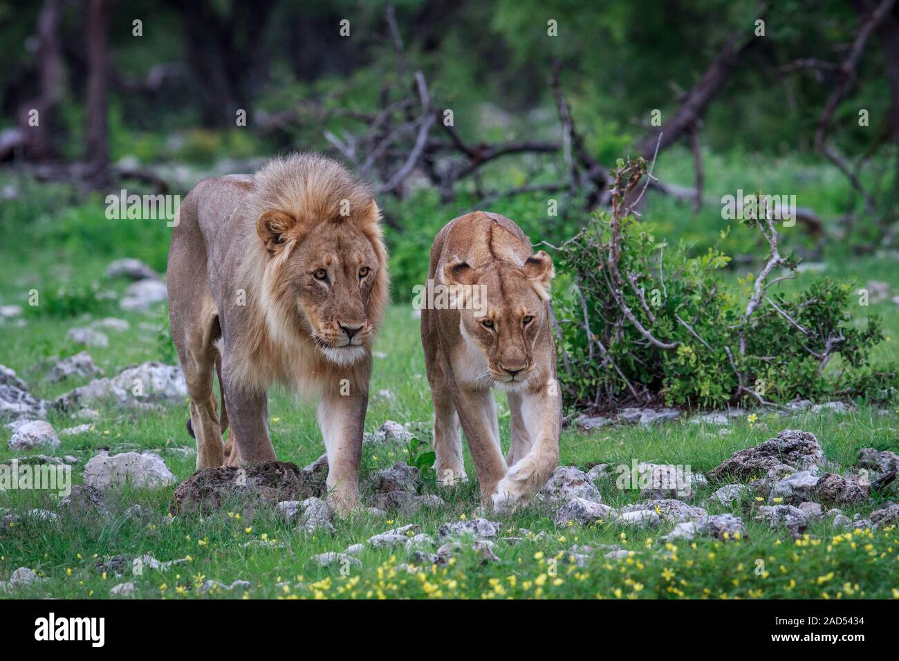 Mating lion hi-res stock photography and images - Alamy
