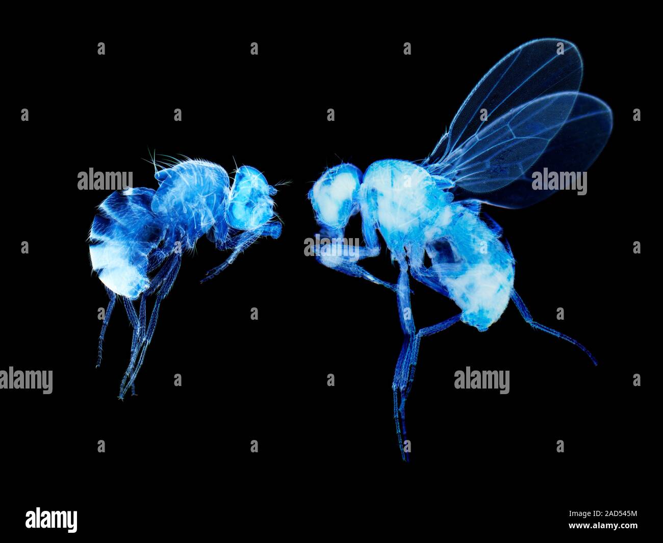 Normal and mutant fruit fly. Light micrograph (LM) of a normal and a ...