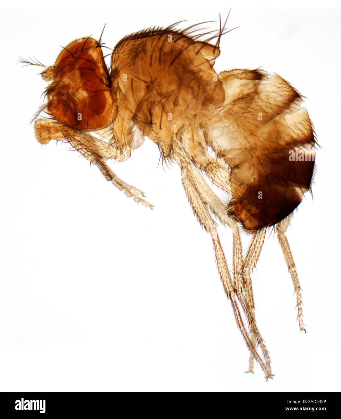 Mutant fruit fly. Light micrograph (LM) of a mutant fruit fly of the ...