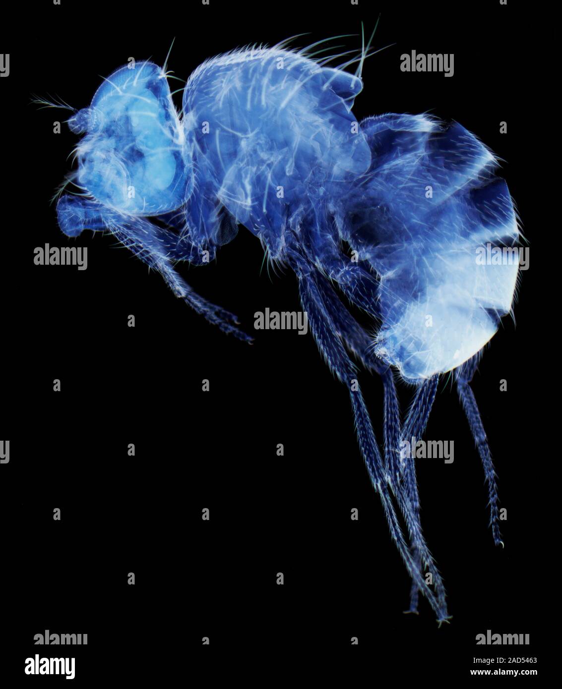 Mutant fruit fly. Light micrograph (LM) of a mutant fruit fly of the ...