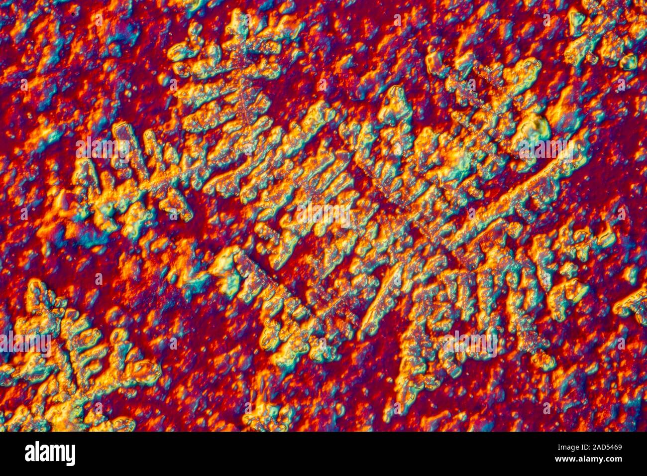 Light micrograph taken with episcopic lighting using Normarski ...