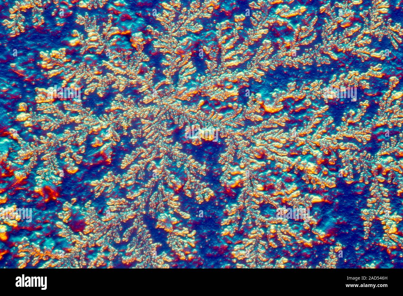 Light micrograph taken with episcopic lighting using Normarski ...