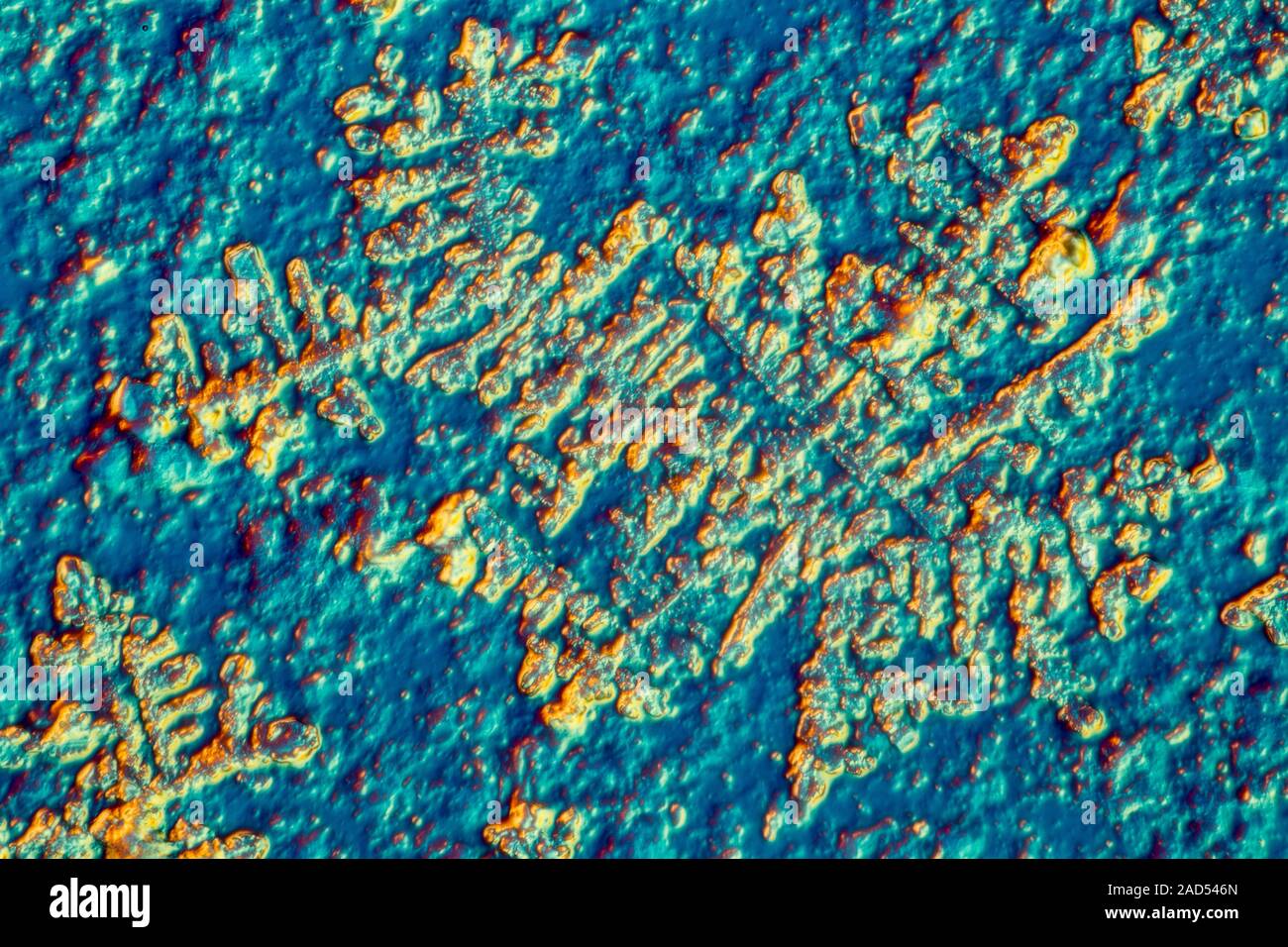 Light micrograph taken with episcopic lighting using Normarski ...