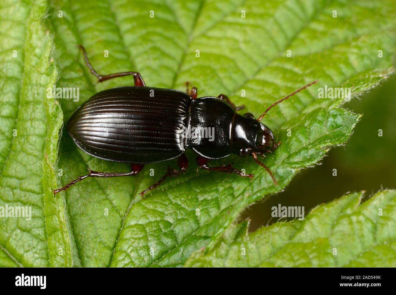 Close-up of a copper greenclock beetle (Poecilus cupreus) resting on a ...