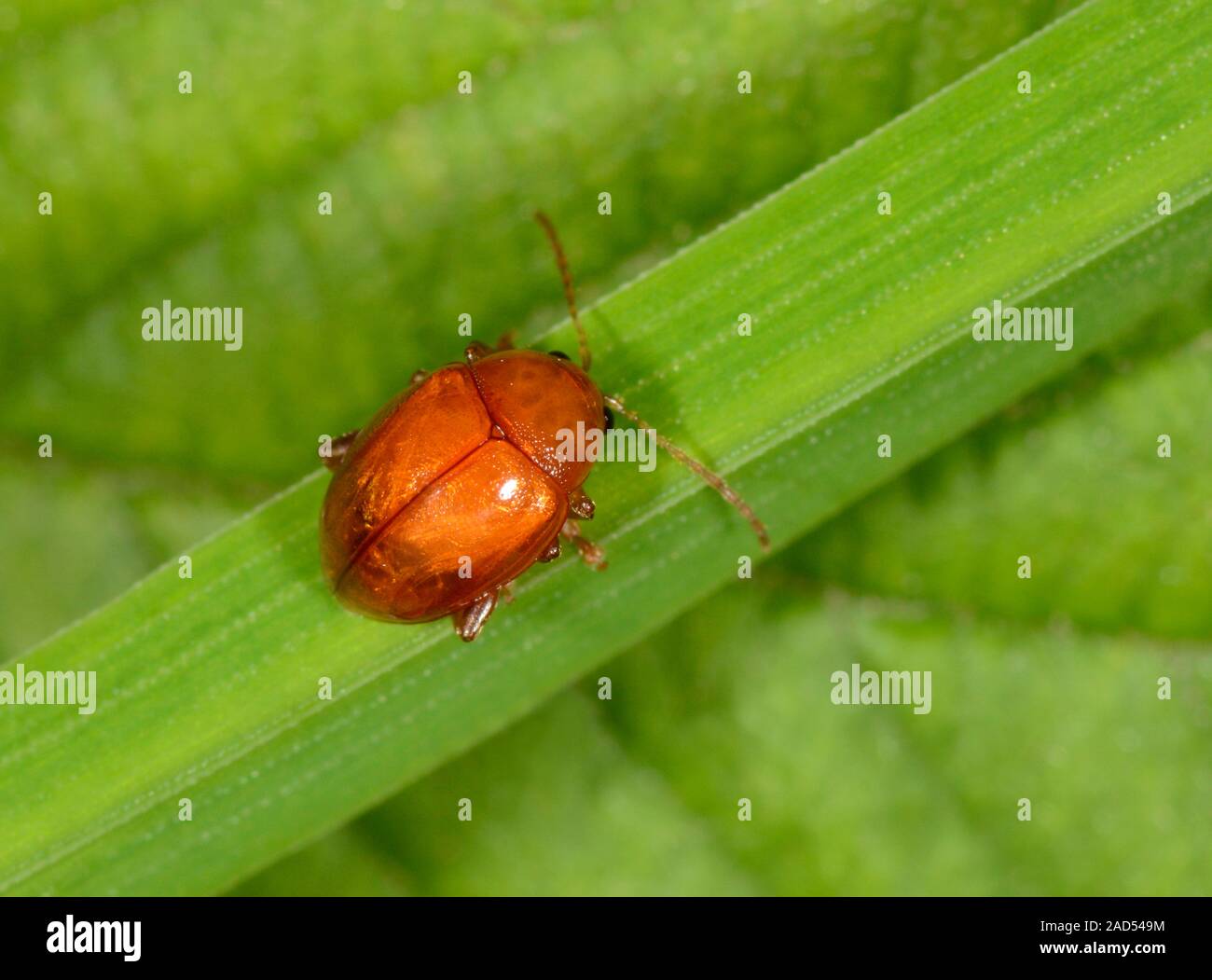 Close-up of a tiny leaf beetle (Sphaeroderma rubidum) resting on a ...