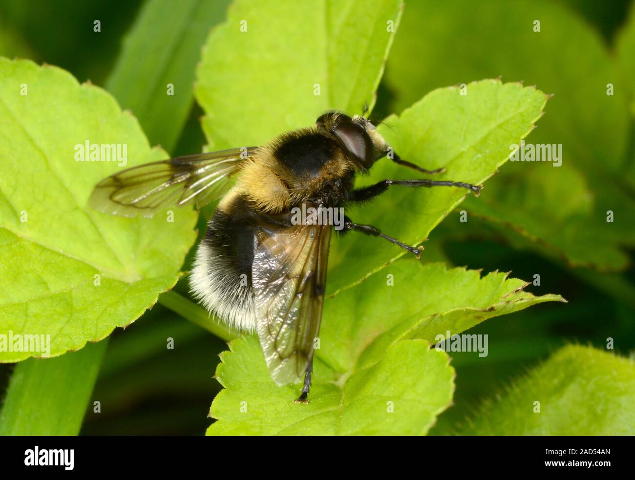 Close-up of a female large bumble-bee mimic hoverfly (Volucella ...