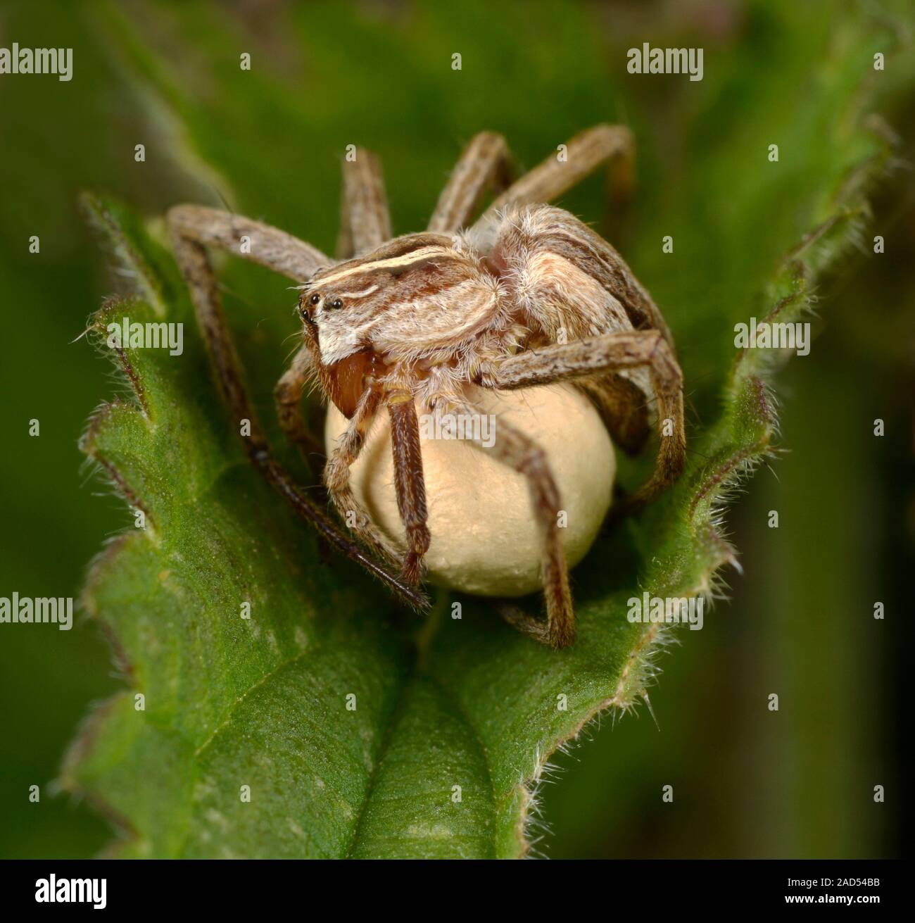Close-up of a female hunting, or nursery web, spider (Pisaura mirabilis ...