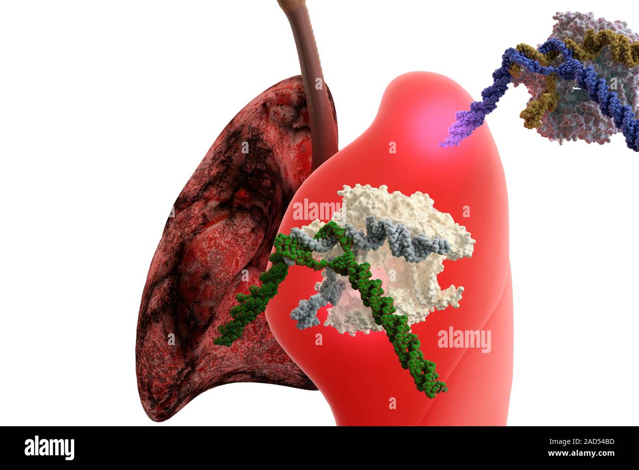 Conceptual illustration of the use of CRISPR-Cas9 gene editing to treat ...