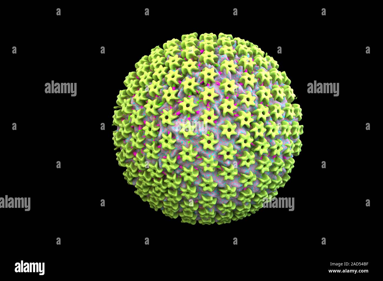 Herpes virus particle, computer illustration. Each particle (virion ...
