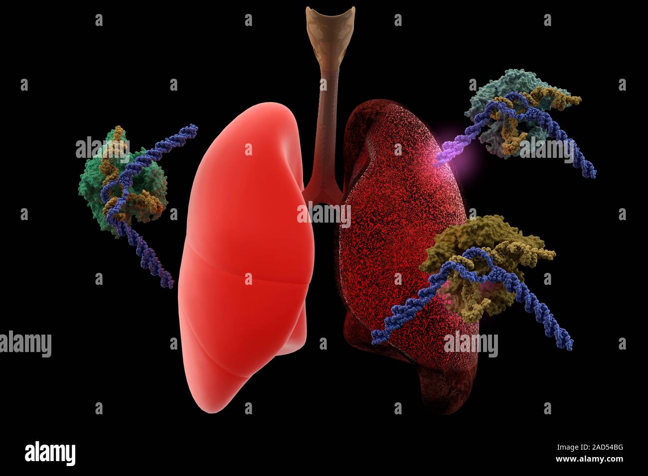 Conceptual illustration of the use of CRISPR-Cas9 gene editing to treat ...