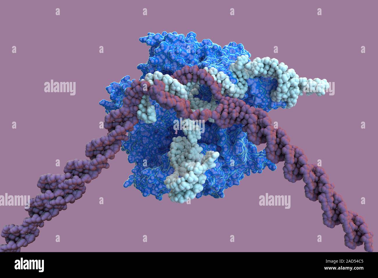 CRISPR-CAS9 gene editing complex. Molecular model of the CRISPR-associated protein Cas9 (blue ...