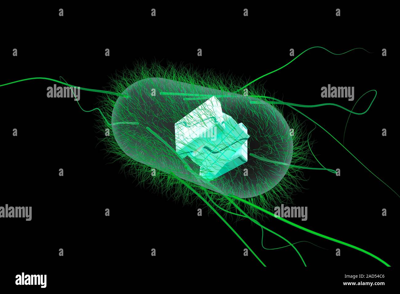Engineered bacteria, conceptual computer illustration. Puzzle cube ...