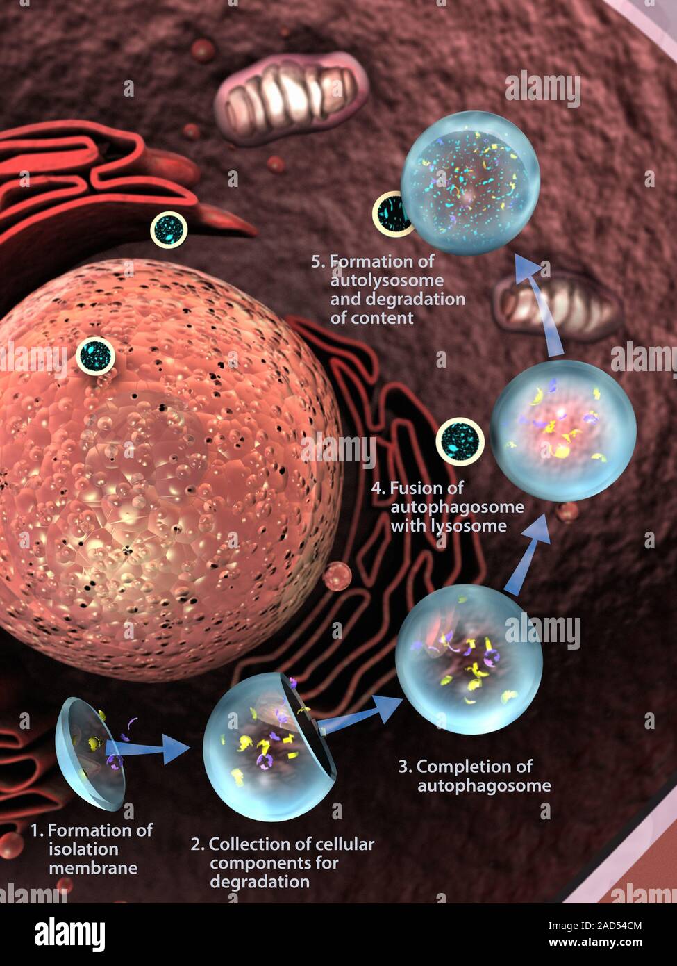 Stages of autophagy, illustration. Autophagy (autophagocytosis) is the ...