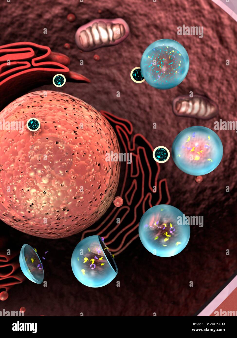 Stages of autophagy, illustration. Autophagy (autophagocytosis) is the ...