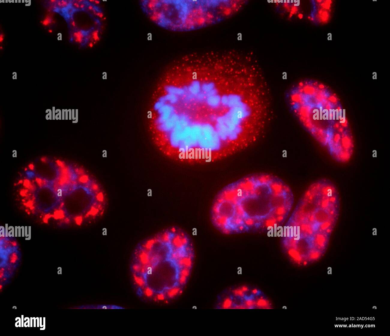RNA-processing proteins and cell division. Fluorescence light ...