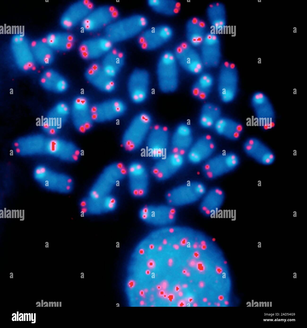 Chromosome telomeres. Fluorescence light micrograph of human ...