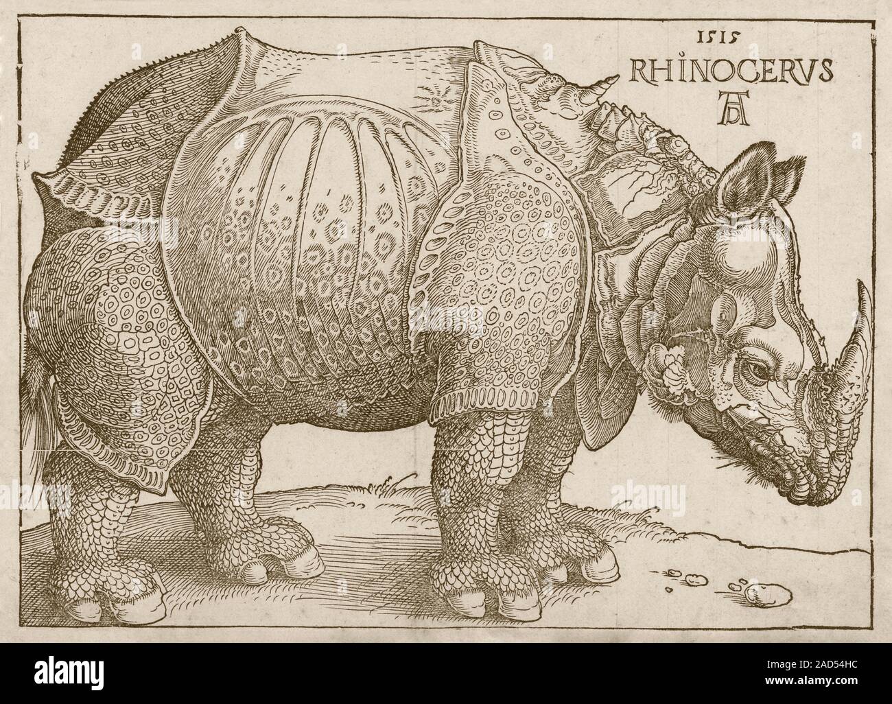 Durer's Rhinoceros. 16th-century artwork of a rhinoceros, produced by ...