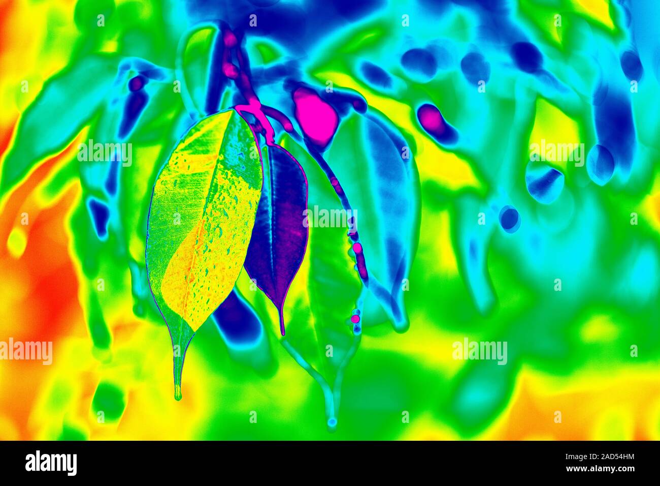 Abstract coloring of leaves in bright acid colors. Background, print ...