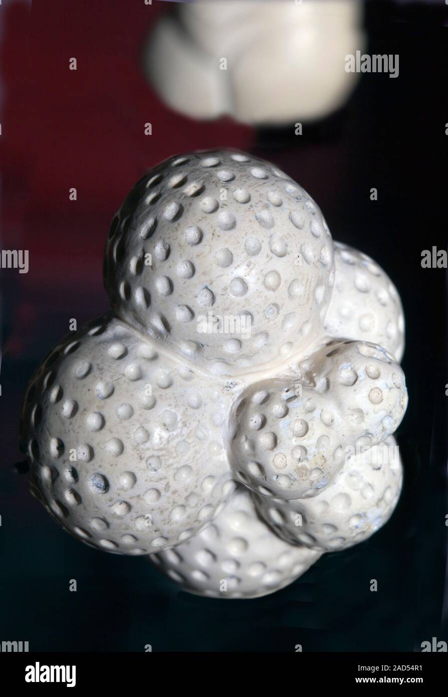Model of Globigerina bulloides, a species of planktonic foraminifer ...