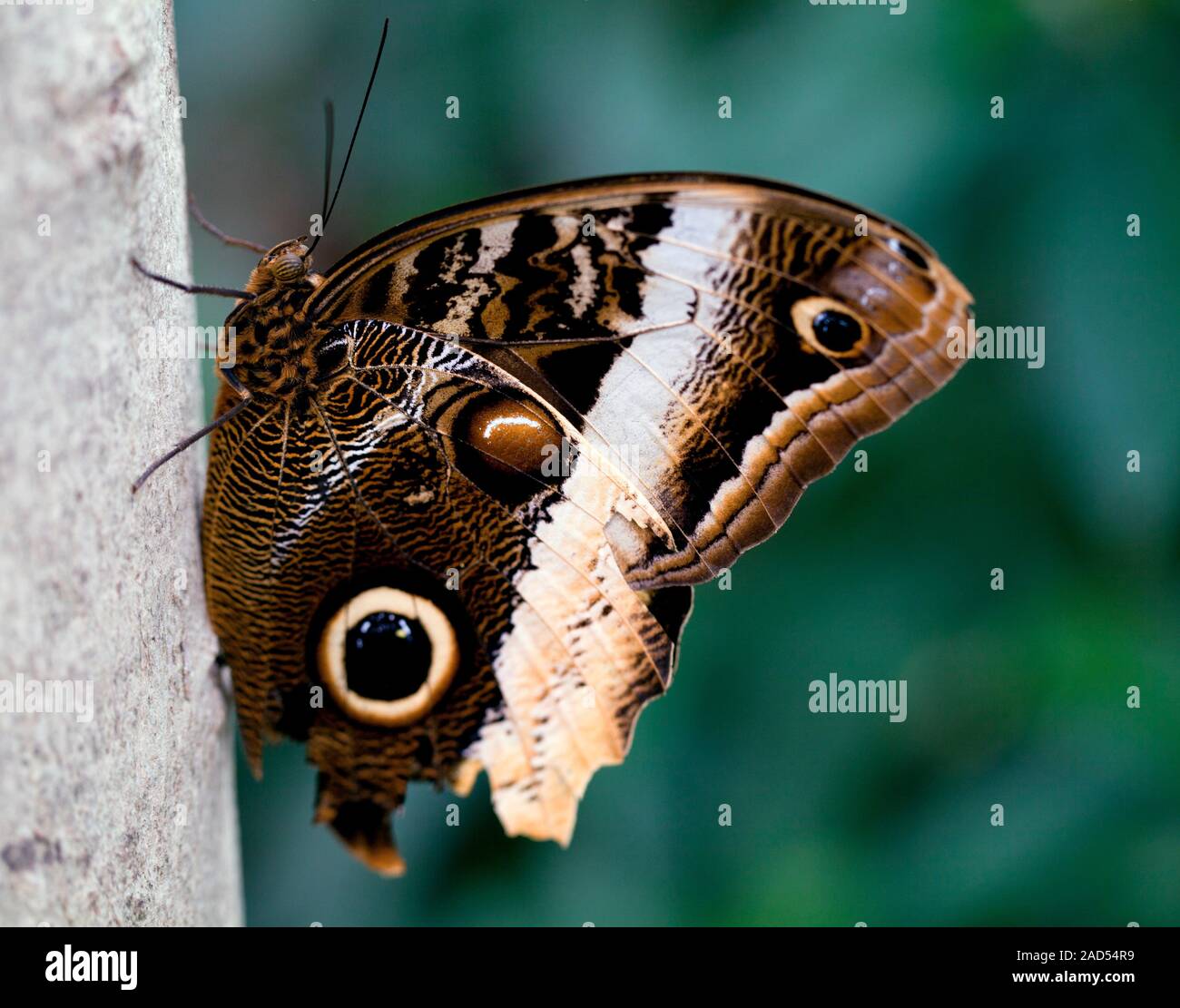 Genus Caligo. The owl butterfly is characterized by a large eyespot" on ...
