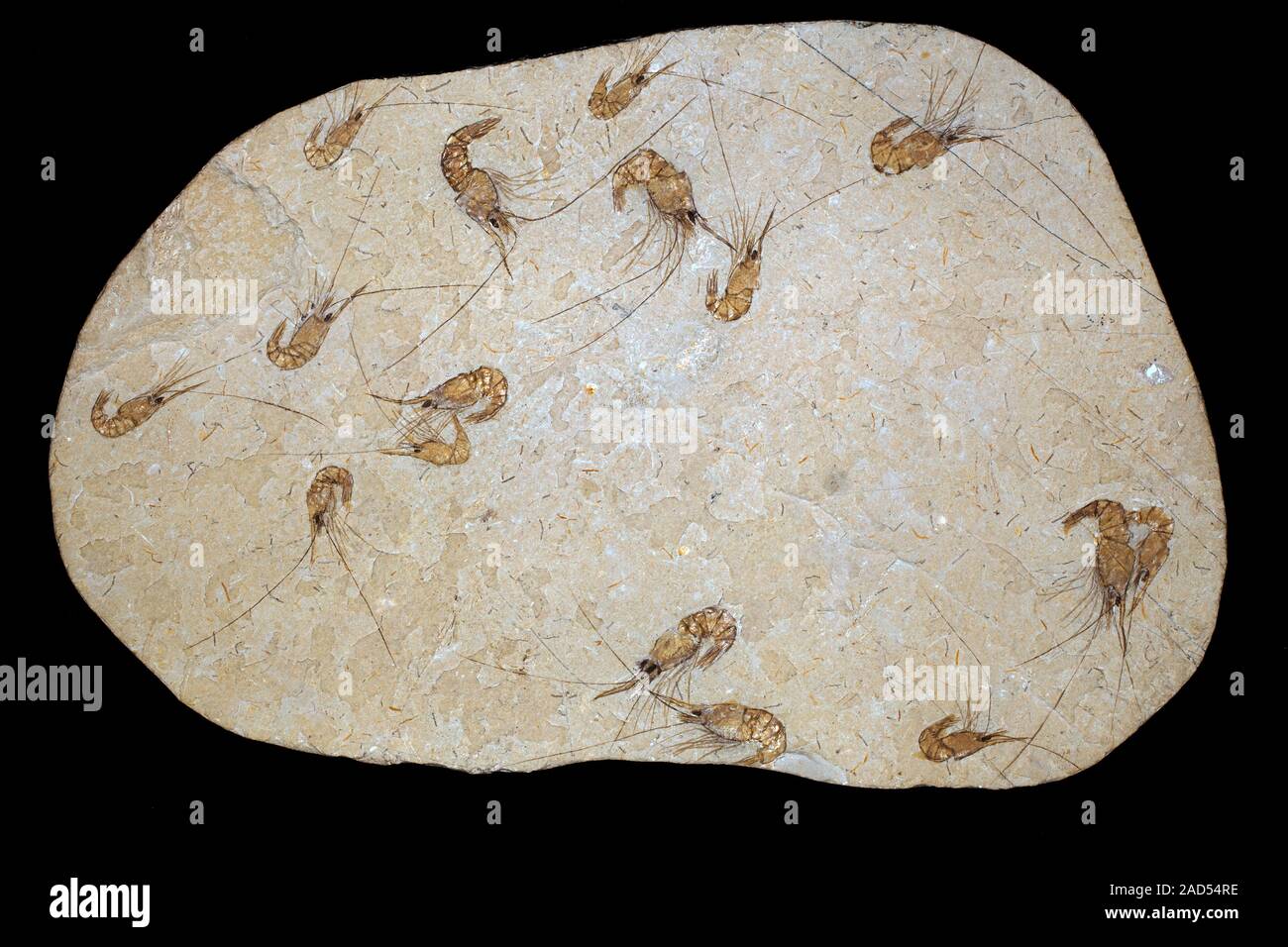 Slab of limestone exhibiting fossil shrimp of genus Carpopenaeus ...