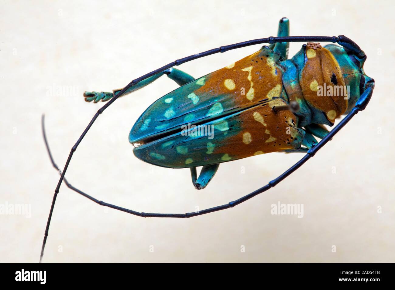 View of the upper side of two longhorn beetles, Lamiinae variabilis ...