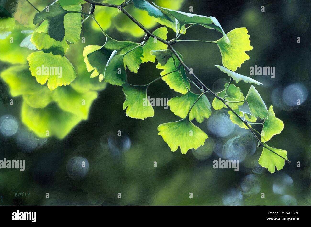 Ginkgo leaves. Leaves of the Chinese maidenhair tree, Ginkgo biloba ...