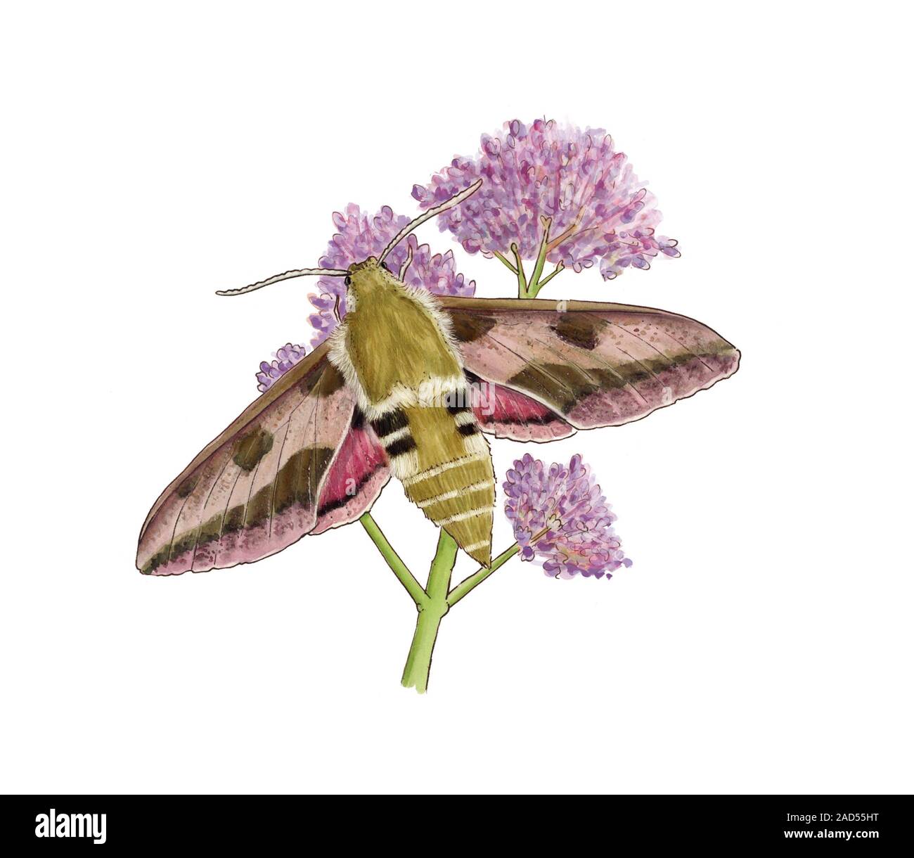 Leafy spurge hawk-moth (Hyles euphorbiae) on flowers, illustration. The ...