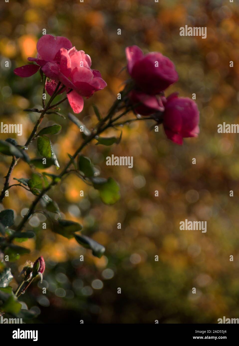 Rose cluster hi-res stock photography and images - Alamy