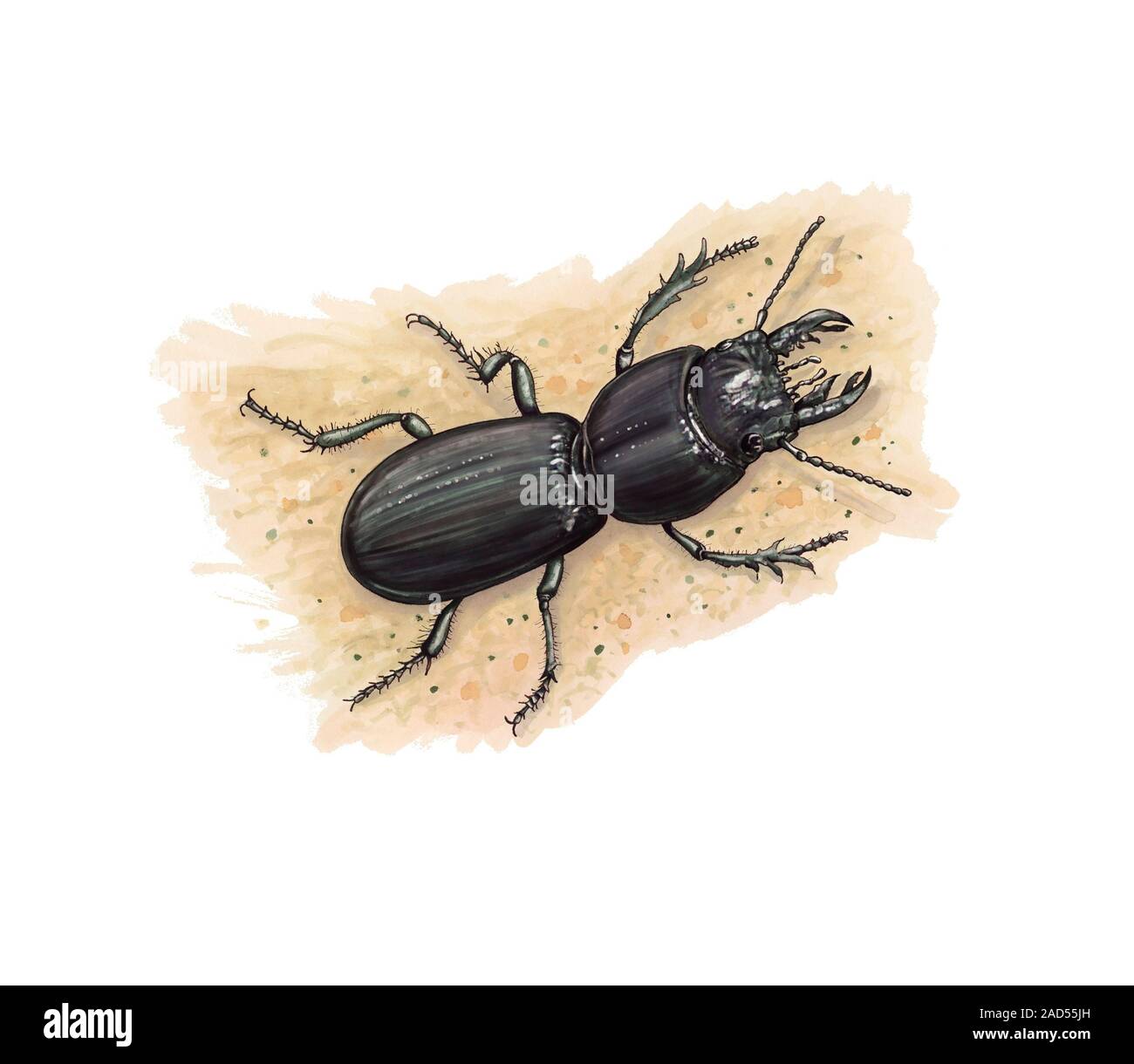 Ground beetle (Scarites laevigatus), illustration. This beetle is ...