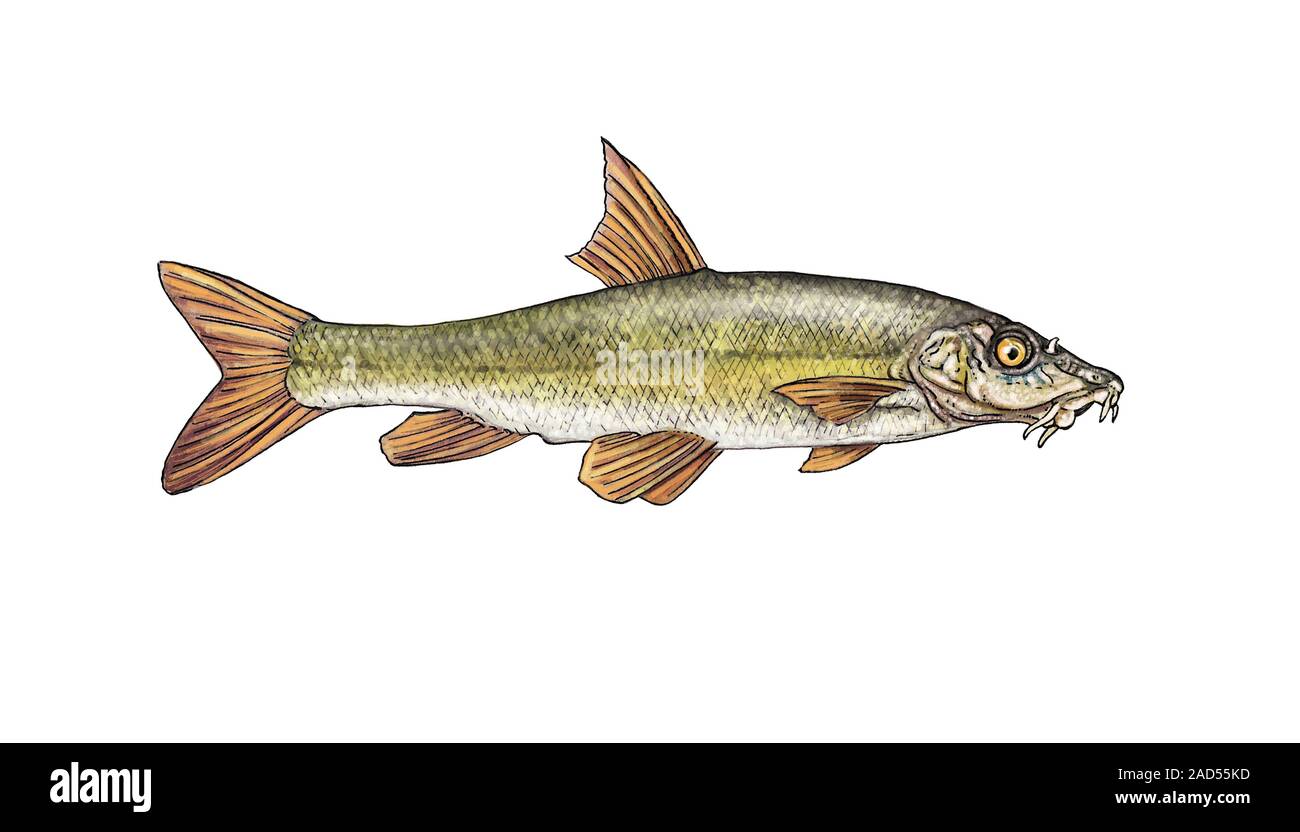 Ebro barbel (Luciobarbus graellsii), illustration. This fish is endemic ...