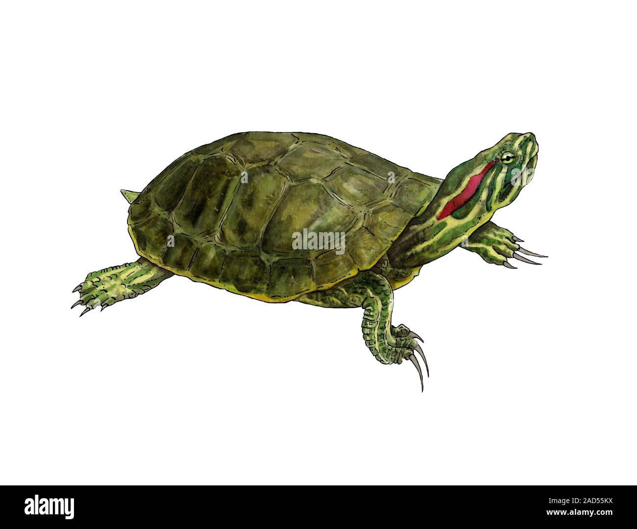 Pond slider (Trachemys scripta), illustration. This turtle is native to ...