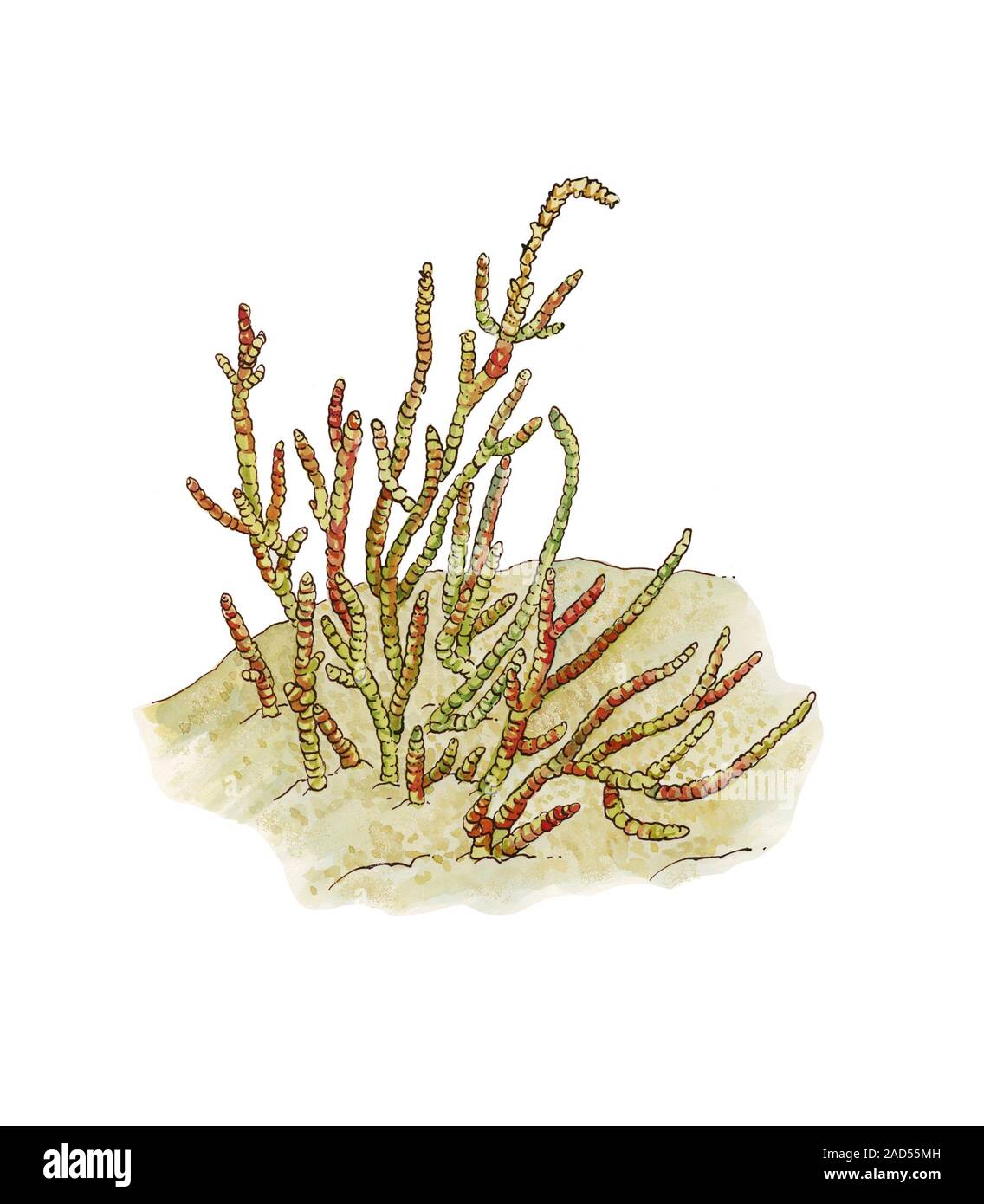 Glaucous glasswort (Arthrocnemum macrostachyum), illustration Stock ...