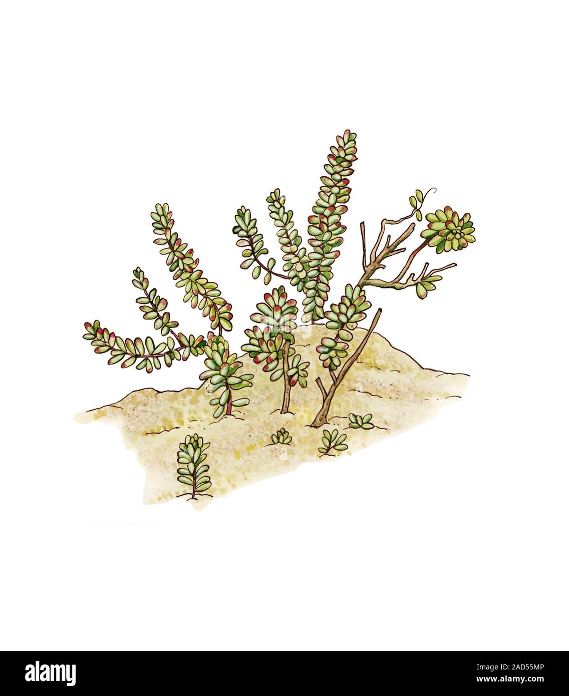 Alkali Seepweed (Suaeda vera) in flower, illustration Stock Photo - Alamy