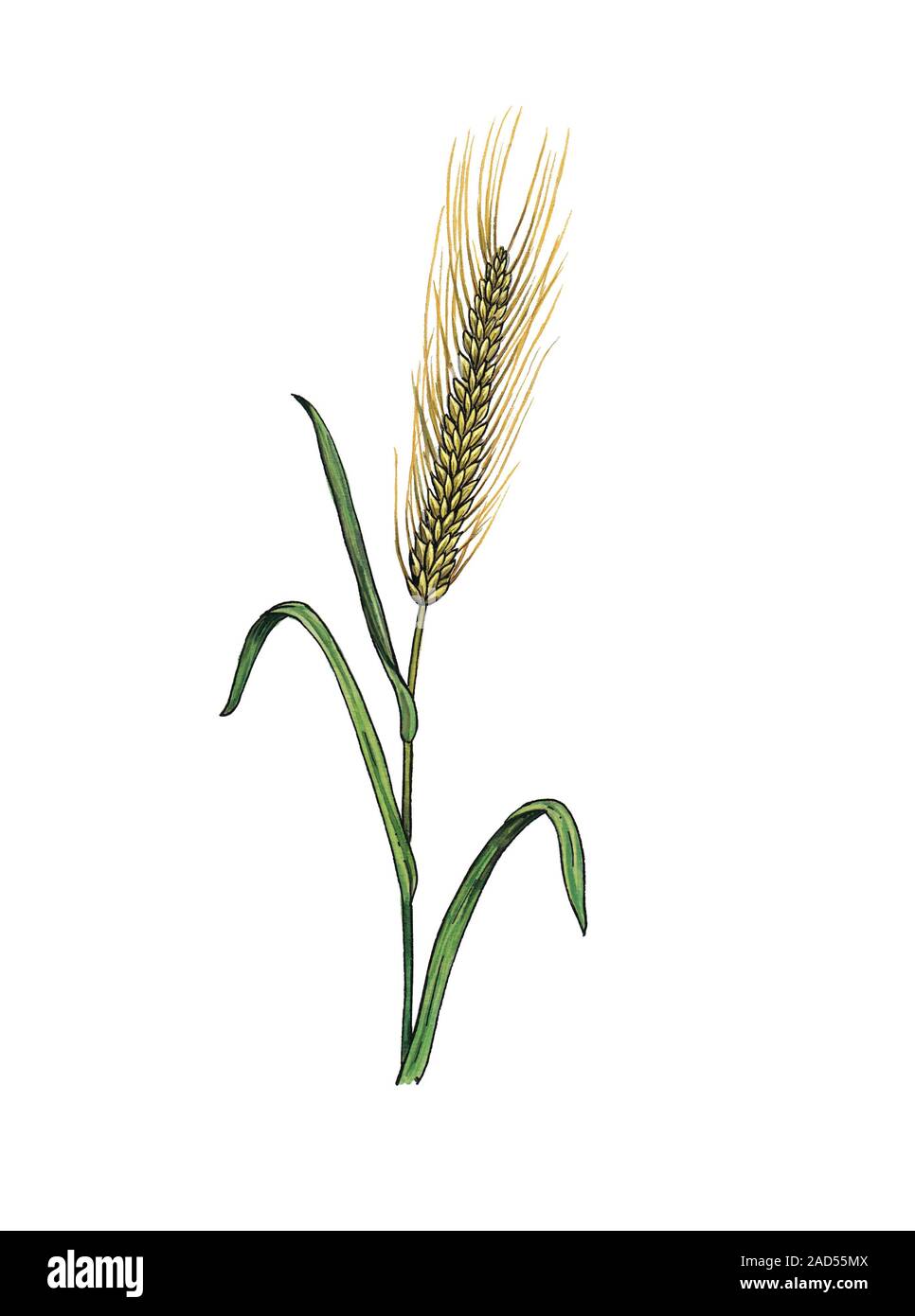 Barley (Hordeum vulgare) in flower, illustration Stock Photo - Alamy