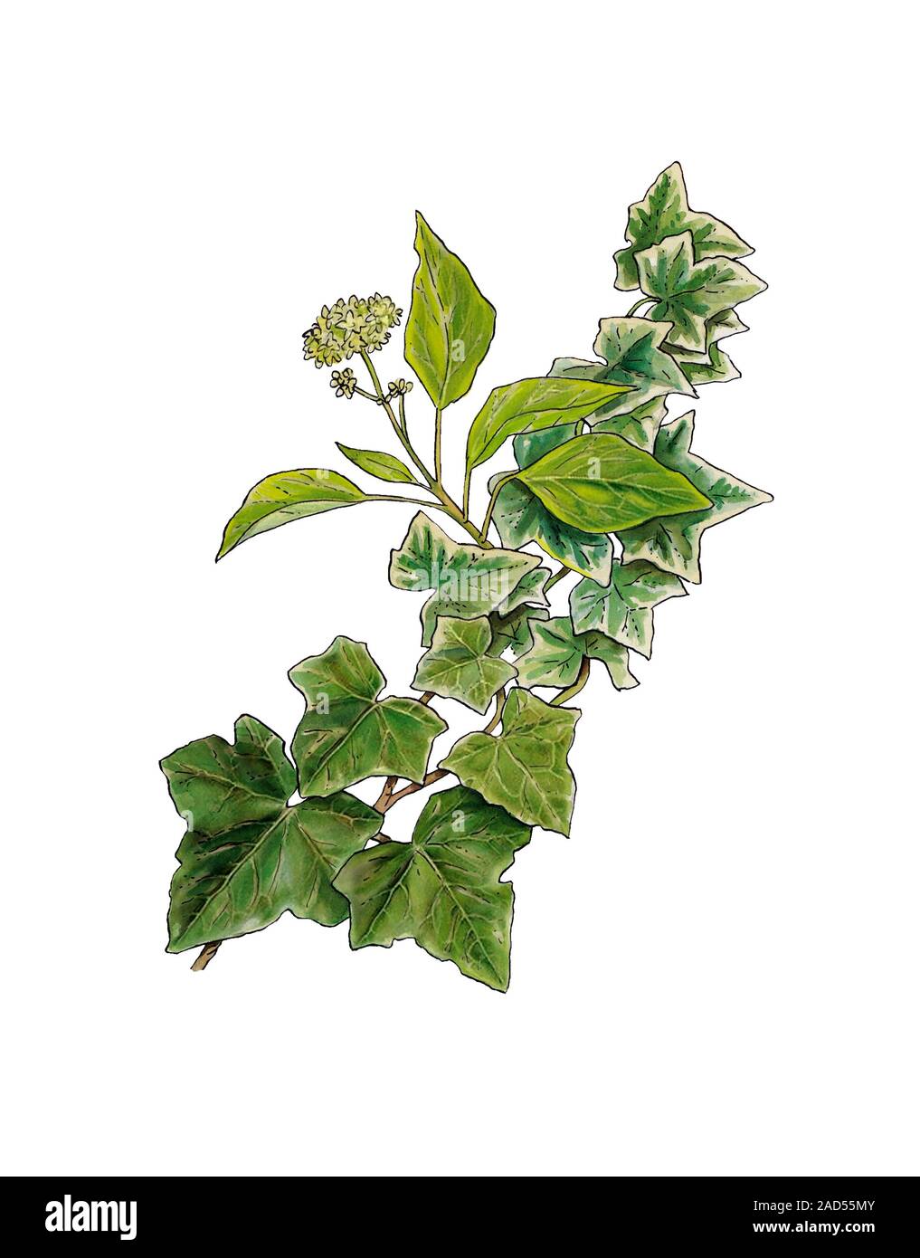 Common ivy (Hedera helix) in flower, illustration Stock Photo - Alamy